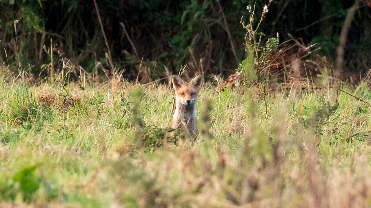 Caravan Site & Nature Reserve - Grange Farm Lessingham Norfolk