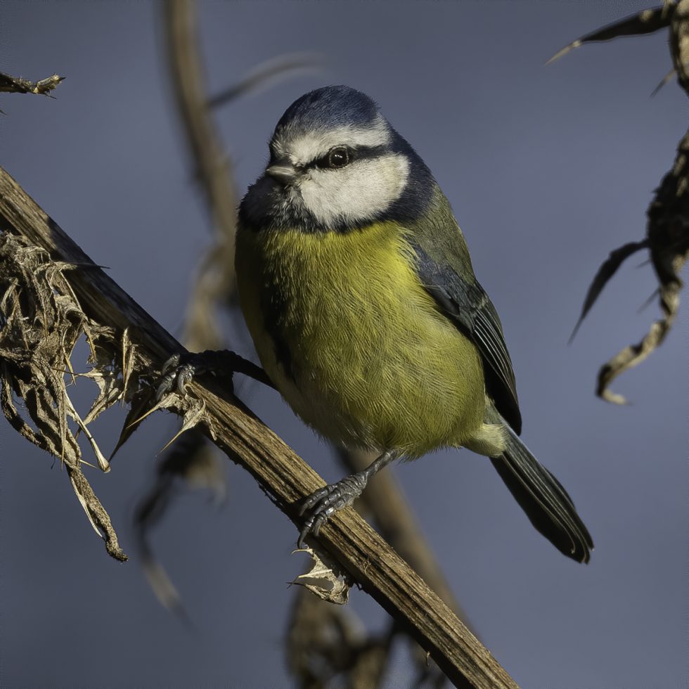 Photography at Grange Farm Nature Reserve Lessingham, Norfolk