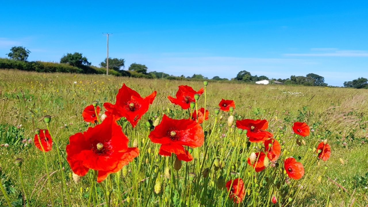 About Grange Farm - Nature Reserve & Caravan Site North Norfolk